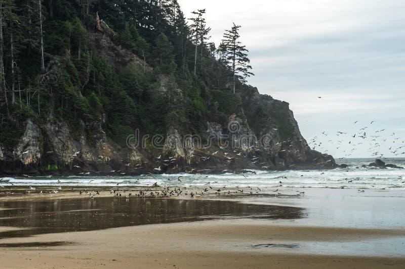 Cliffs and Waves on Oregon Coast with Birds Flying Stock Photo - Image ...