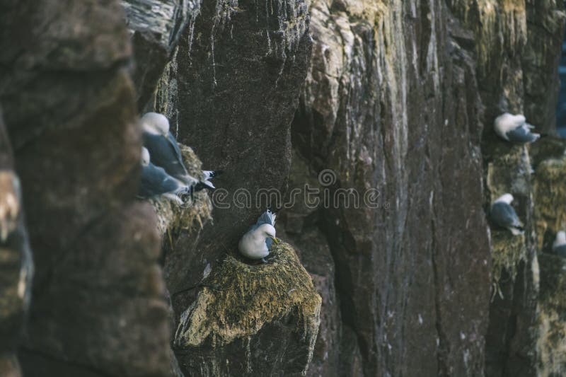 Cliffside Nesting Birds: Seabirds Perched on Rugged Coastal Rocks ...