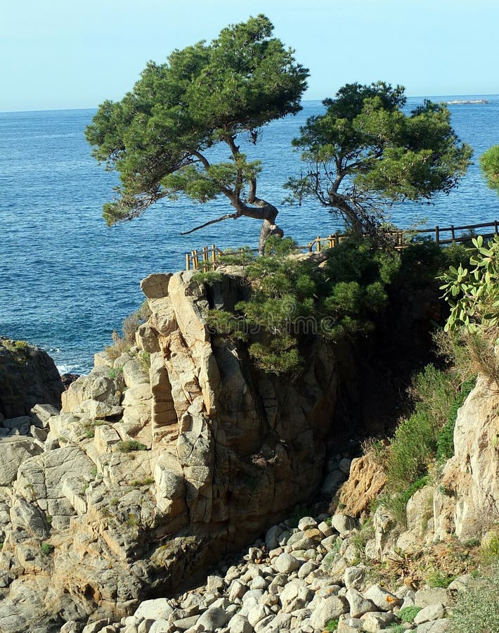 Cliffside Pine stock photo. Image of tourism, cataluaplusmn - 149517528