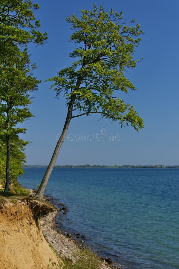 Slanted Tree Growing on a Slope Stock Image - Image of green ...