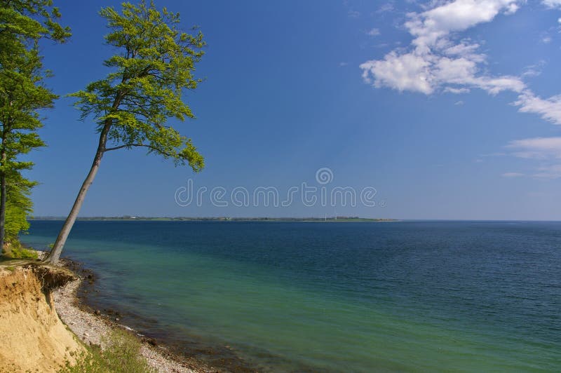 Clifftop with Forest and Slanted Tree Above the Beach Stock Photo ...