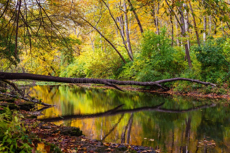 Clifton Gorge in the Fall stock image. Image of landscape - 45536967