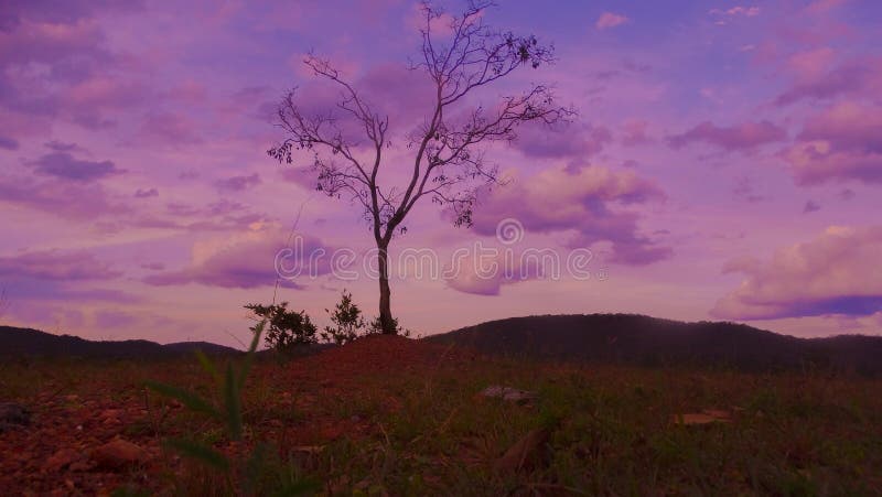Clima do cerrado imagem de stock. Imagem de nave, planta - 221261641