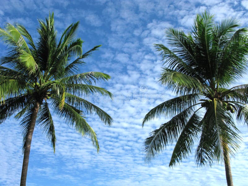 Clima tropical foto de archivo. Imagen de copia, destinaciones - 69258846