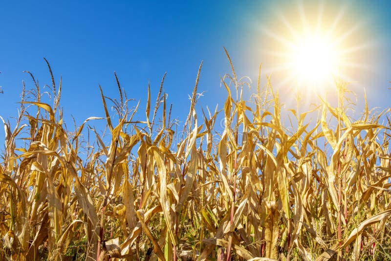 Climate Change with Drought and Heat Stock Image - Image of natural ...