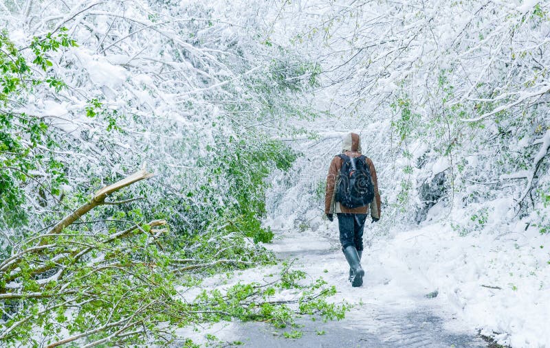 Climate Extremes in Springtime with Snow Cover Stock Photo - Image of ...