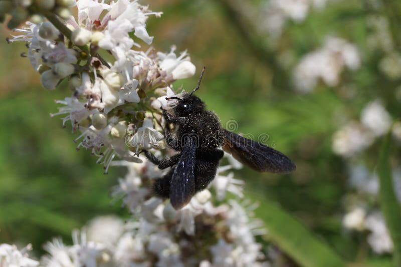 A Black Carpenter Bee on the Blossoms of the Chaste Tree in a Monastery ...
