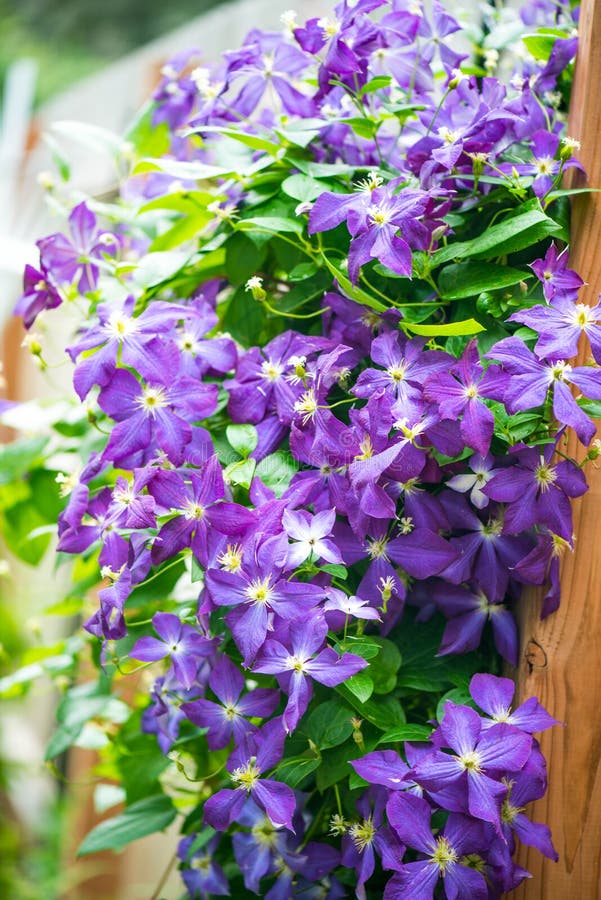Climatis puple flowers stock image. Image of pink, blossom - 119584569