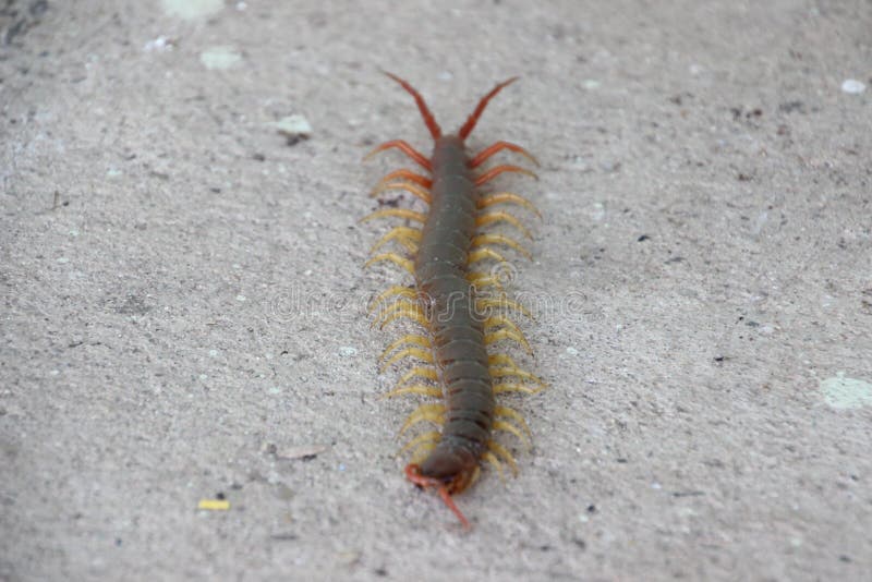 Climb on the Floor the Centipede Stock Image - Image of chilopoda ...