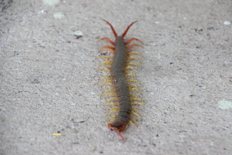 Climb on the Floor the Centipede Stock Image - Image of chilopoda ...