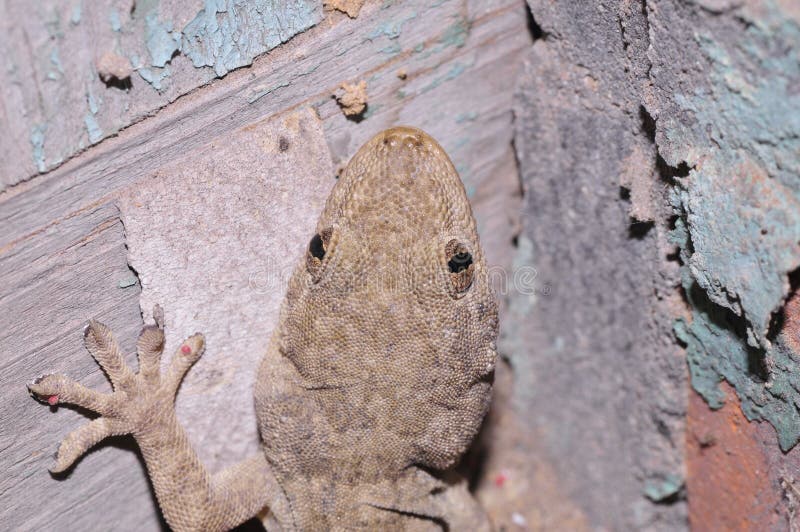 Climb on the wall gecko stock photo. Image of gekkonidae - 307100966