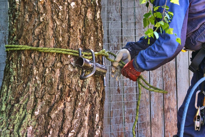The Climber Attaches the Safety System Around the Tree Trunk. Color ...