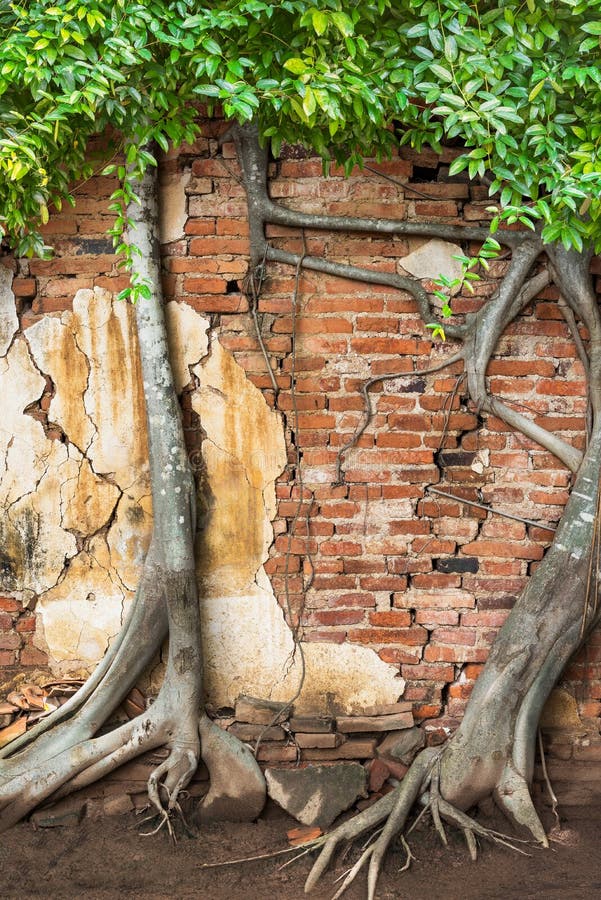 Climber tree on brick wall stock photo. Image of rusty - 107415816