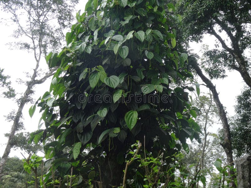 Climber stock photo. Image of climber, tree, green, growing - 99301020