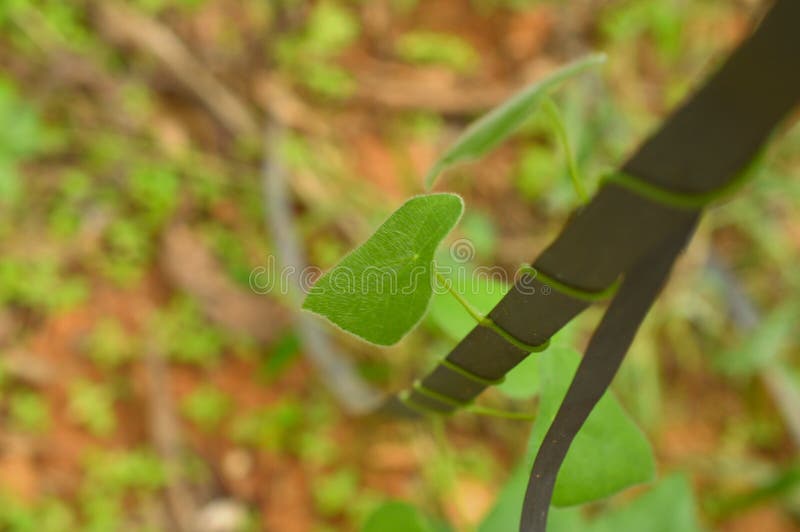 Climber Plant Climbing the Tree Stock Image - Image of outdoor, climber ...