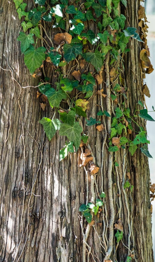 Climber Plant Growing on the Tree, Sochi Stock Photo - Image of vine ...