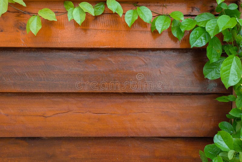 Climber Plant on Wood Plank Stock Image - Image of plant, plank: 260875953