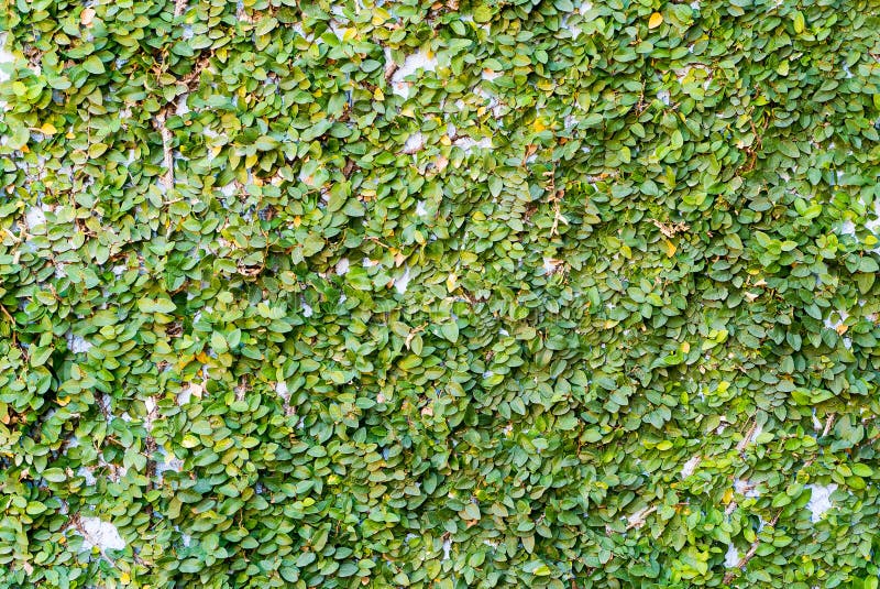 Climber and tree. stock image. Image of fall, water - 108320217