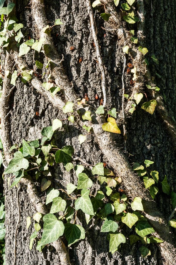 Climber on tree trunk stock image. Image of creeps, leafy - 49031819