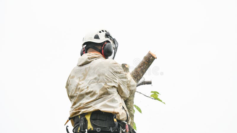 Climber on a Tree. Climber on a White Background. Arborist Man Cuts ...