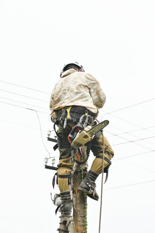 Climber on a Tree. Climber on a White Background. Arborist Man Cuts ...