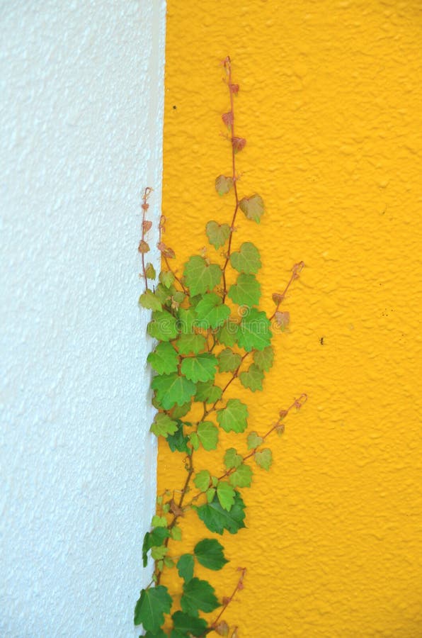 Climber and tree. stock image. Image of fall, water - 108320217