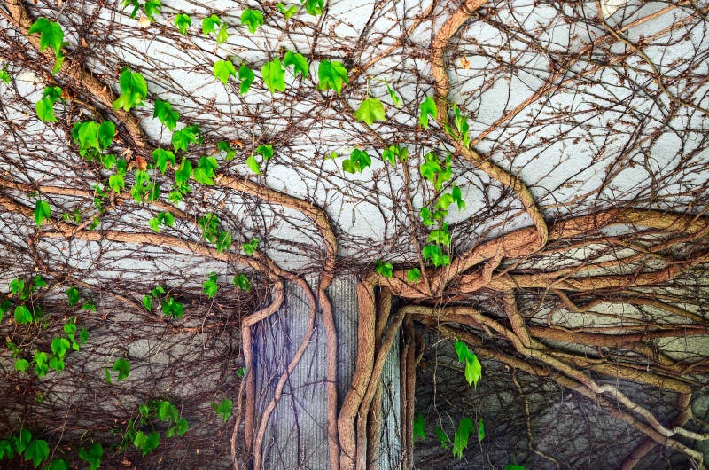 Climber Vine Branches Running Up on the Side of Concrete Column and ...