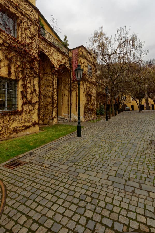 Climbers Spread All Over the Wall Stock Photo - Image of foliage ...