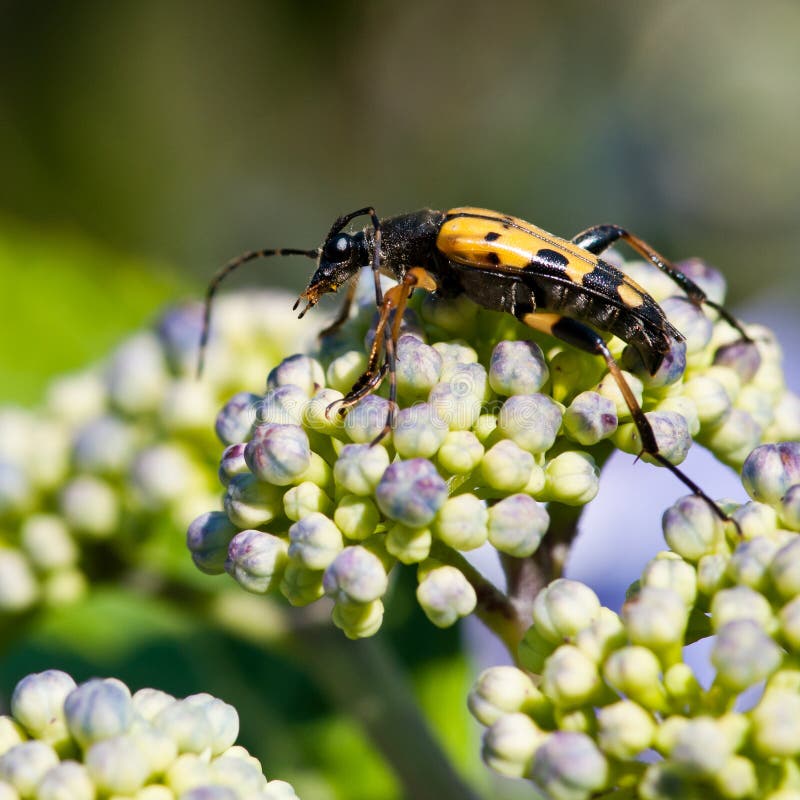 Climbing stock image. Image of macro, nature, bokeh, insect - 28150485