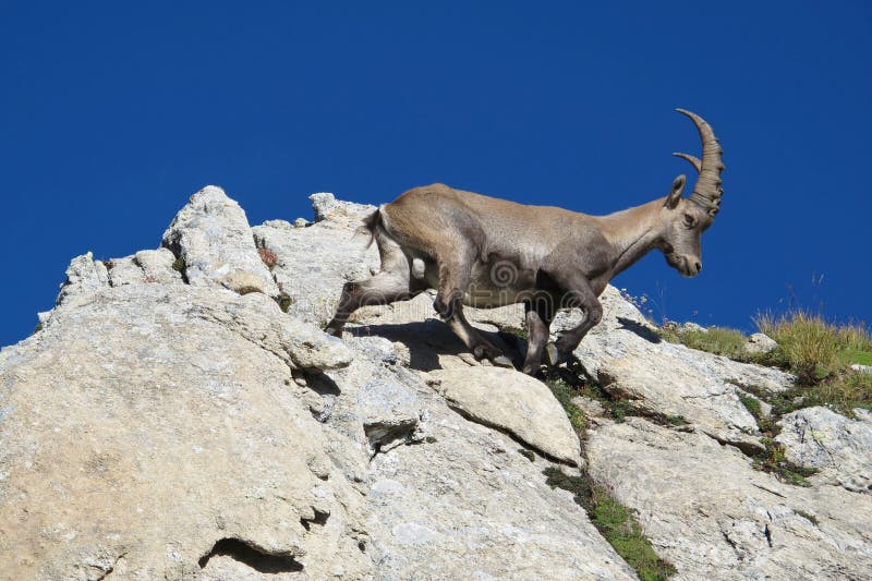 Nubian ibex 3 stock photo. Image of portrait, hoof, savannah - 2637948