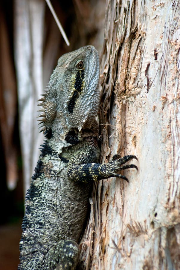 Climbing Australian Water Dragon Stock Photo - Image of claw, arboreal ...