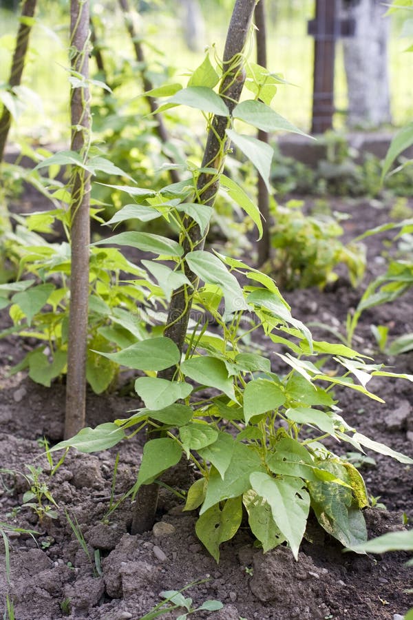 Climbing beans stock photo. Image of beans, agriculture - 37719784