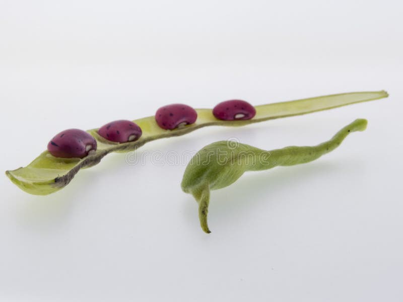 Climbing Beans, Fire Beans on White Background Stock Image - Image of ...