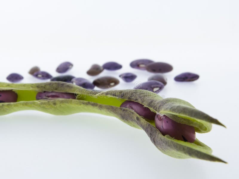 Climbing Beans, Fire Beans on White Background Stock Photo - Image of ...