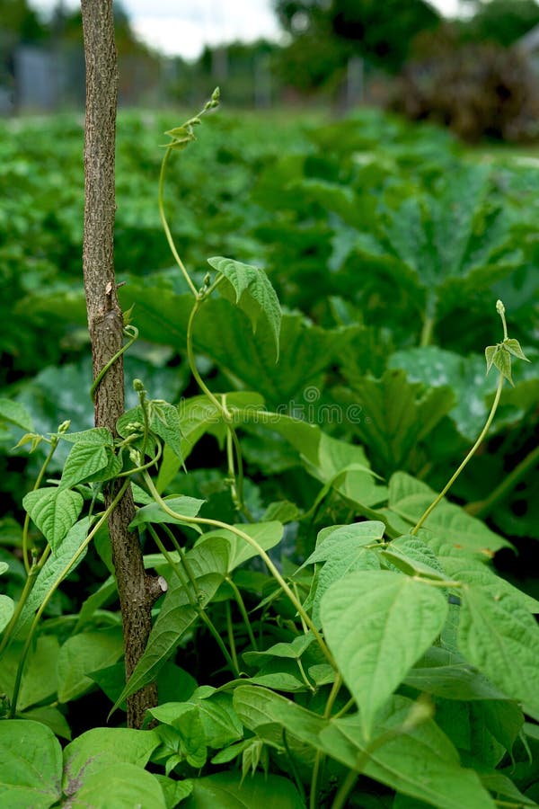 Climbing Beans in the Home Garden Wrapped Around Branches, Early Summer ...