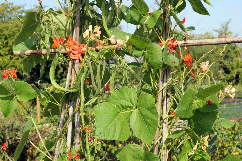 Climbing Beans Ready To Pick. Stock Photo - Image of supports, organic ...