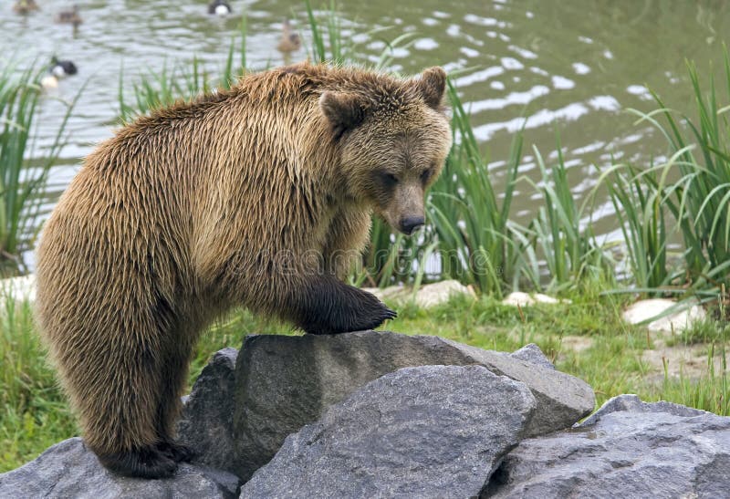 Grizzly Climbing To Higher Ground Stock Image - Image of grass, field ...