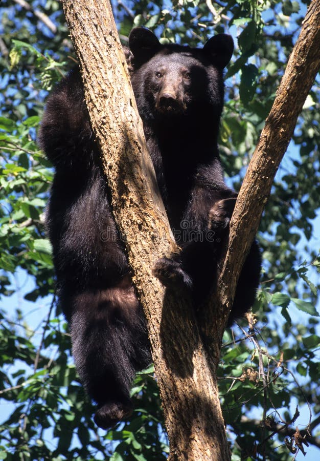 Climbing Bear stock photo. Image of wildlife, omnivore - 4730202