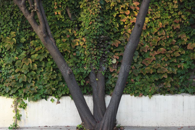 Boston ivy stock photo. Image of environment, iron, garden - 129556306