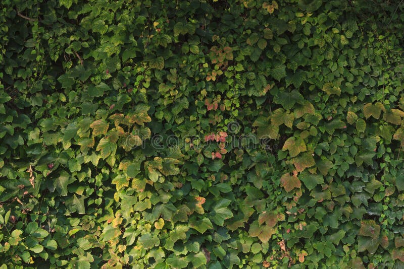 Boston ivy stock photo. Image of botanical, flora, forest - 129555868