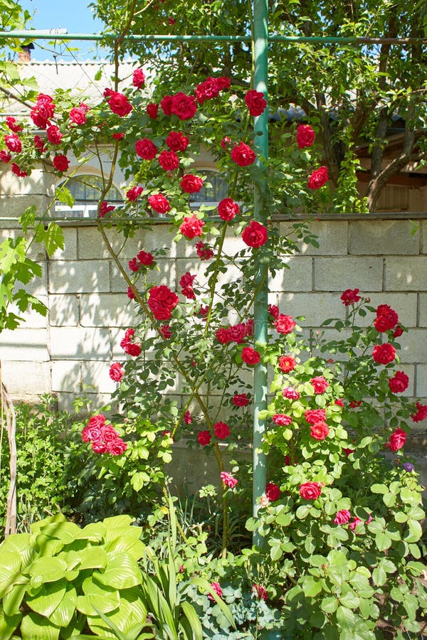 Climbing Bush Red Roses and Light Blue Flowers on the Brick Wall. Stock ...
