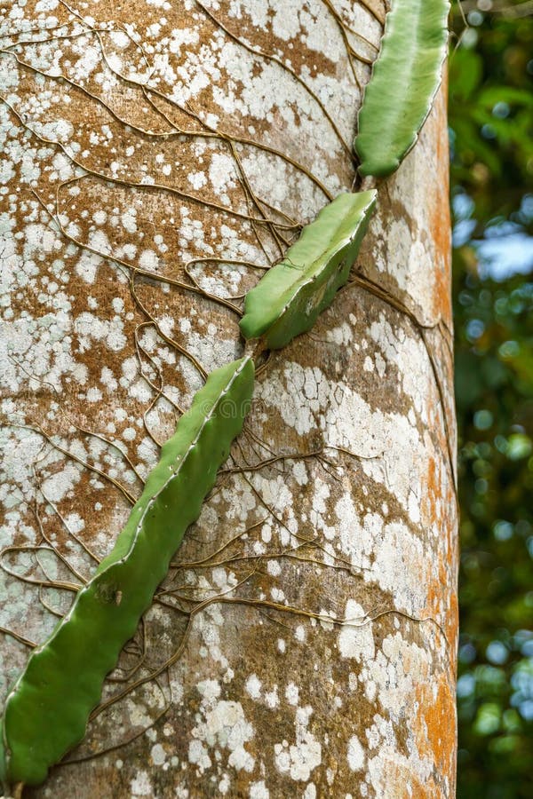 A Climbing Cactus Clings Vertically To the Trunk of a Tree Stock Image ...