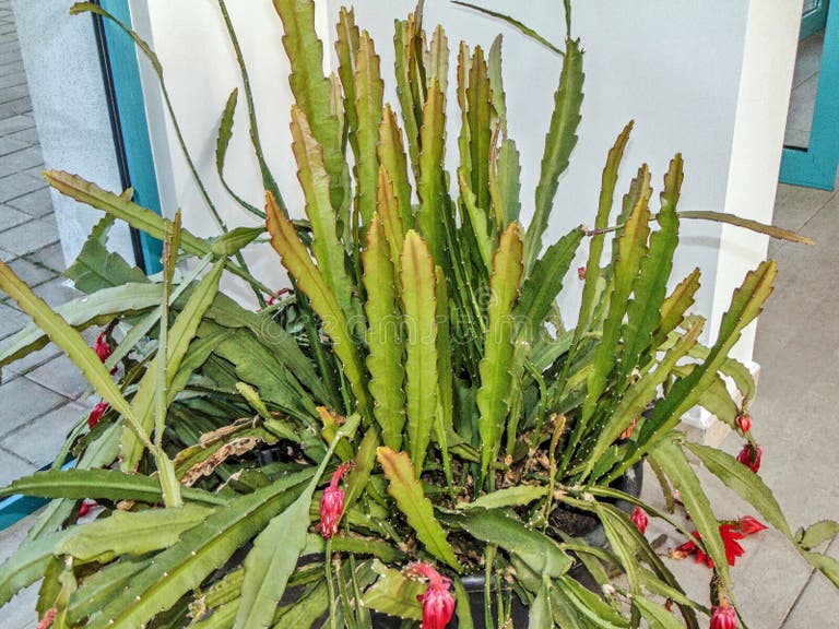 Climbing Cactus - Plant, Closeup View Stock Image - Image of cactus ...
