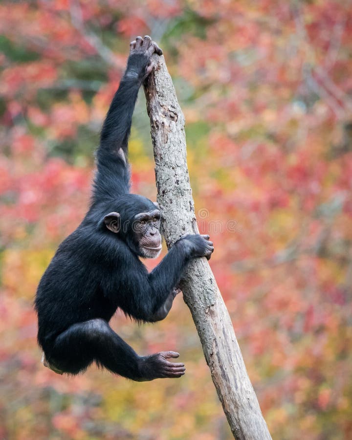 Climbing Chimp II stock image. Image of infant, states - 51993987