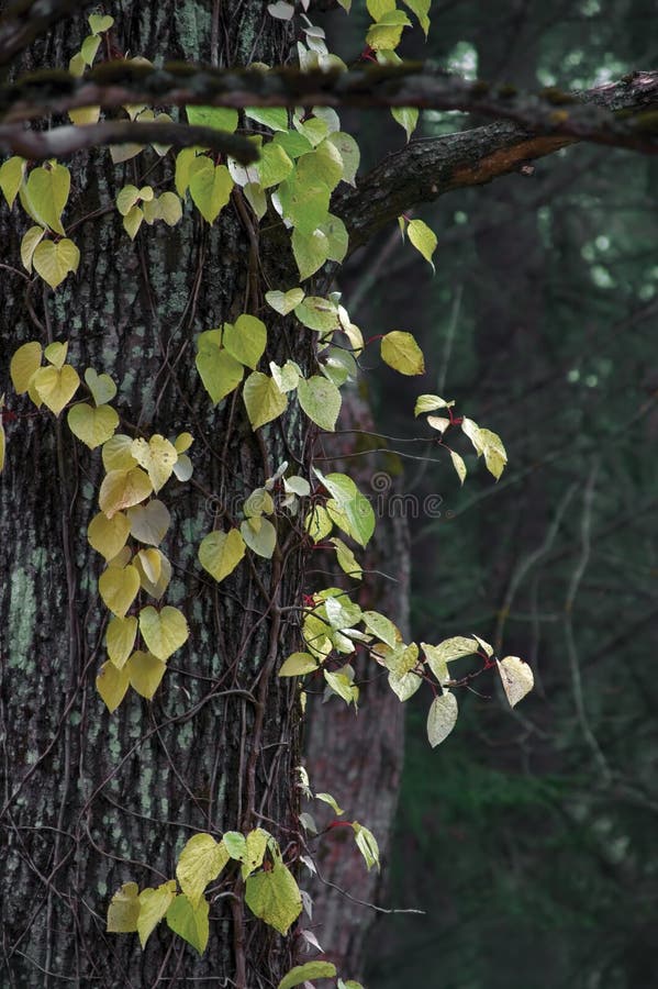 Climbing Creeper Yellow Leaves, Large Detailed Vertical Closeup, Old ...