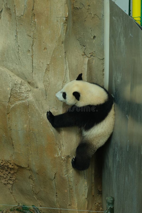 Climbing Cute Panda stock image. Image of herbivore - 263350373
