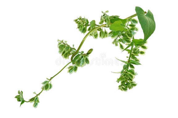 Climbing False Buckwheat stock image. Image of botany - 35758855