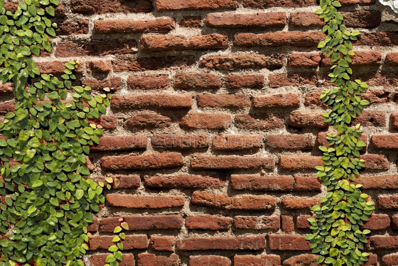 Climbing Ficus Pumila on Old Wall Stock Photo - Image of boulder ...