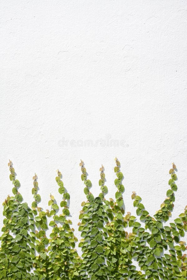 Climbing Ficus Pumila on White Wall Stock Image - Image of leaf ...