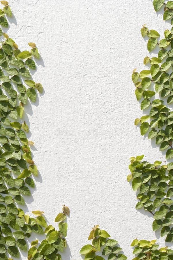Climbing Ficus Pumila on White Wall Stock Image - Image of ornamental ...